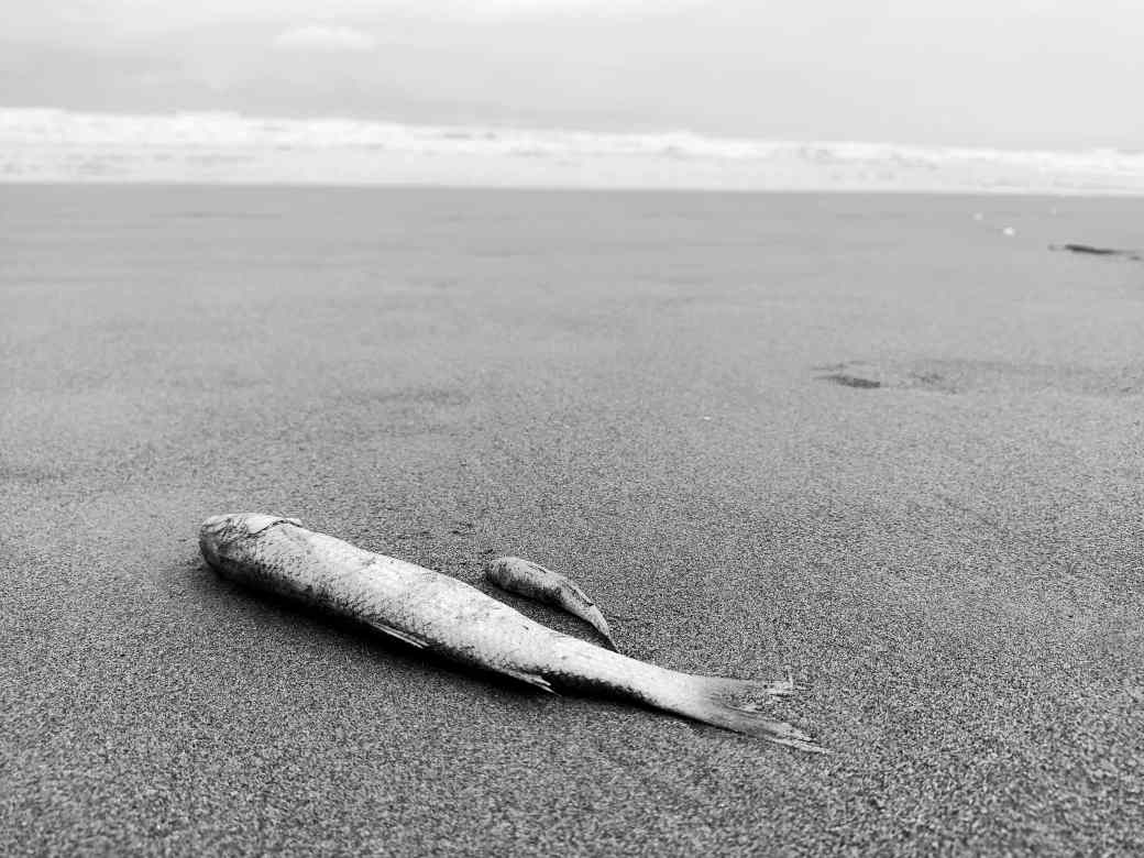 Lost And Found…And Lost by Joe Kilgore – Freedom Fiction Journal